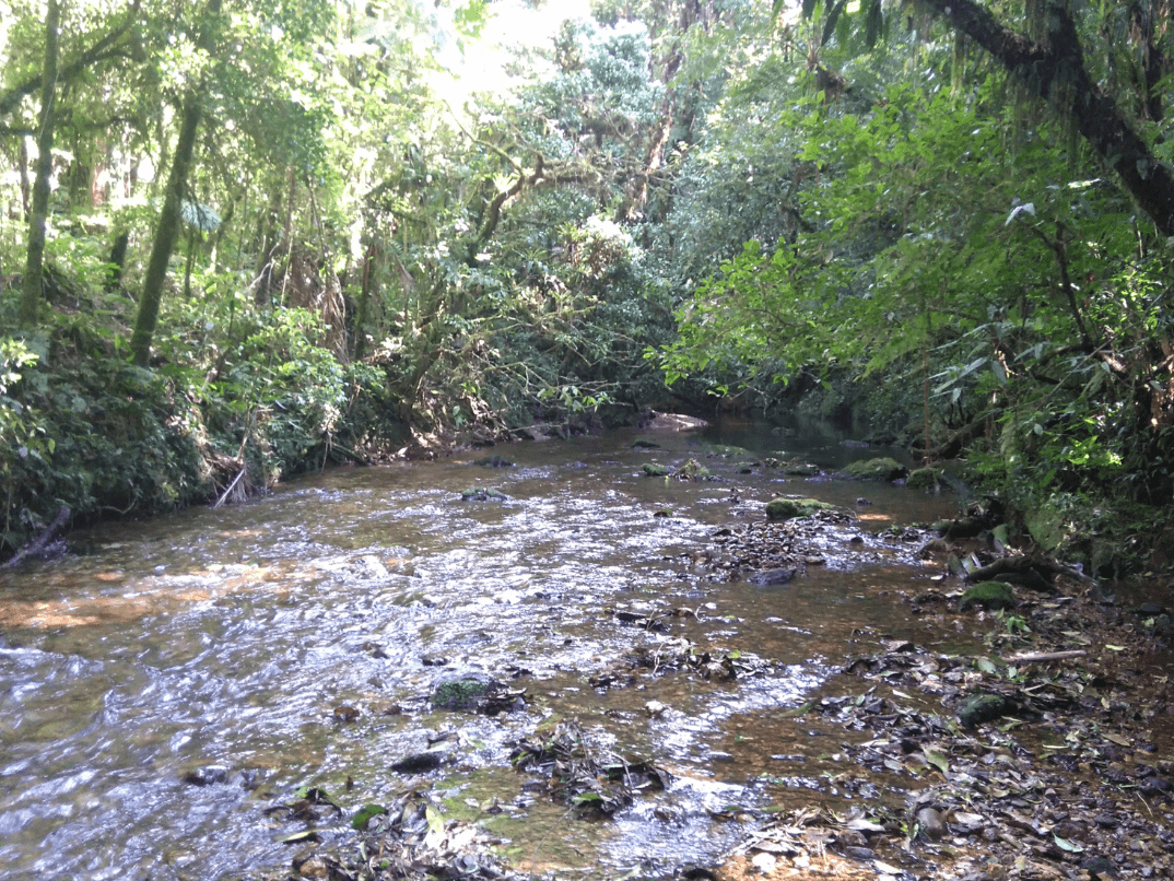 Parque Estadual Carlos Botelho - Nas Nuvens Turismo Eco